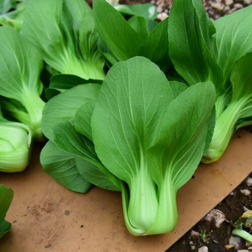 A Complete Guide To The Types Of Bok Choy - Kitchen (Mis)Adventures