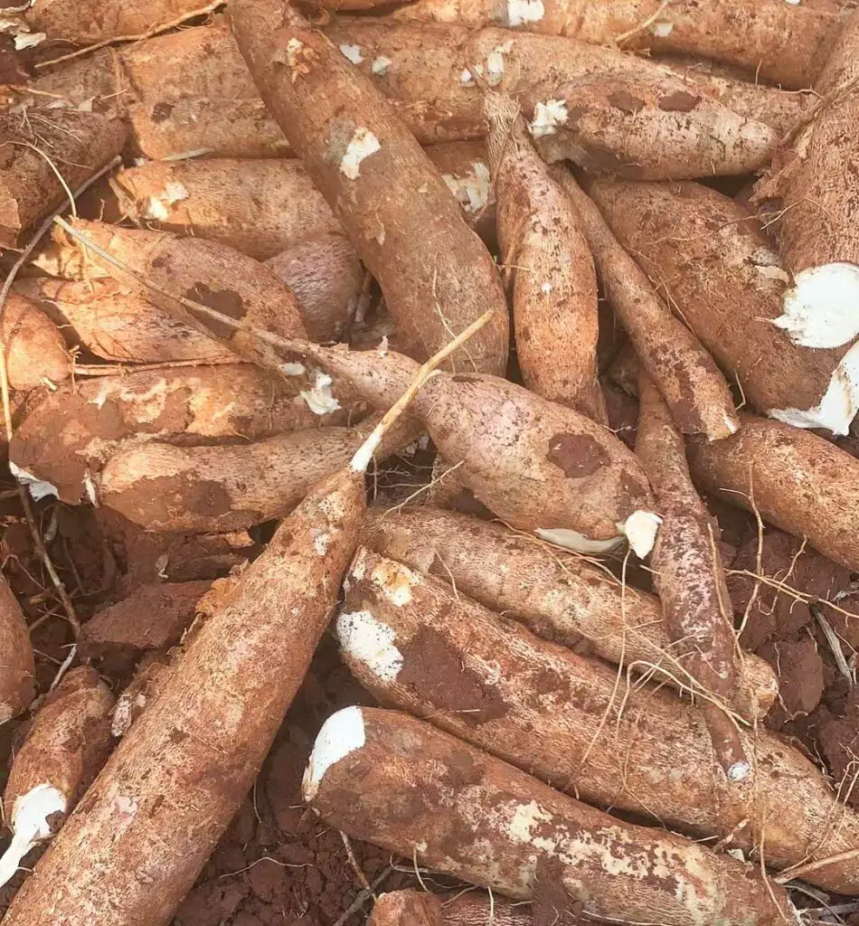 Taro Vs Sweet Potato Vs Yam Vs Yuca | Similarities & Differences ...