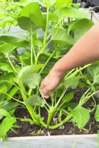Ong Choy with Garlic Sauce: A Vibrant and Flavorful Recipe - Kitchen ...