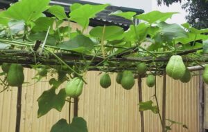 Stir Fry Chayote (Garlicky And Spicy!) - Kitchen (Mis)Adventures