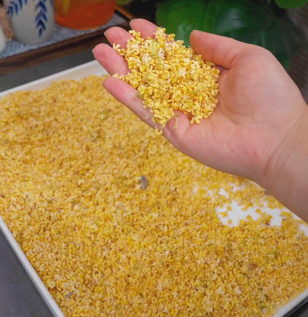 How To Make Osmanthus Syrup (5 Easy Steps) - Kitchen (Mis)Adventures