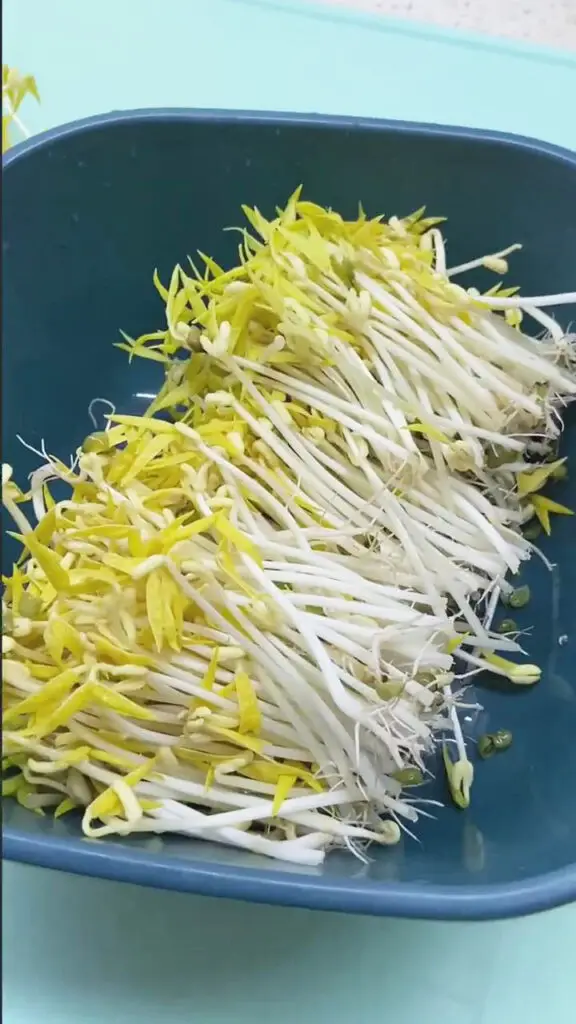 How To Sprout Mung Beans (A 10-Step Detailed Guide) - Kitchen (Mis ...